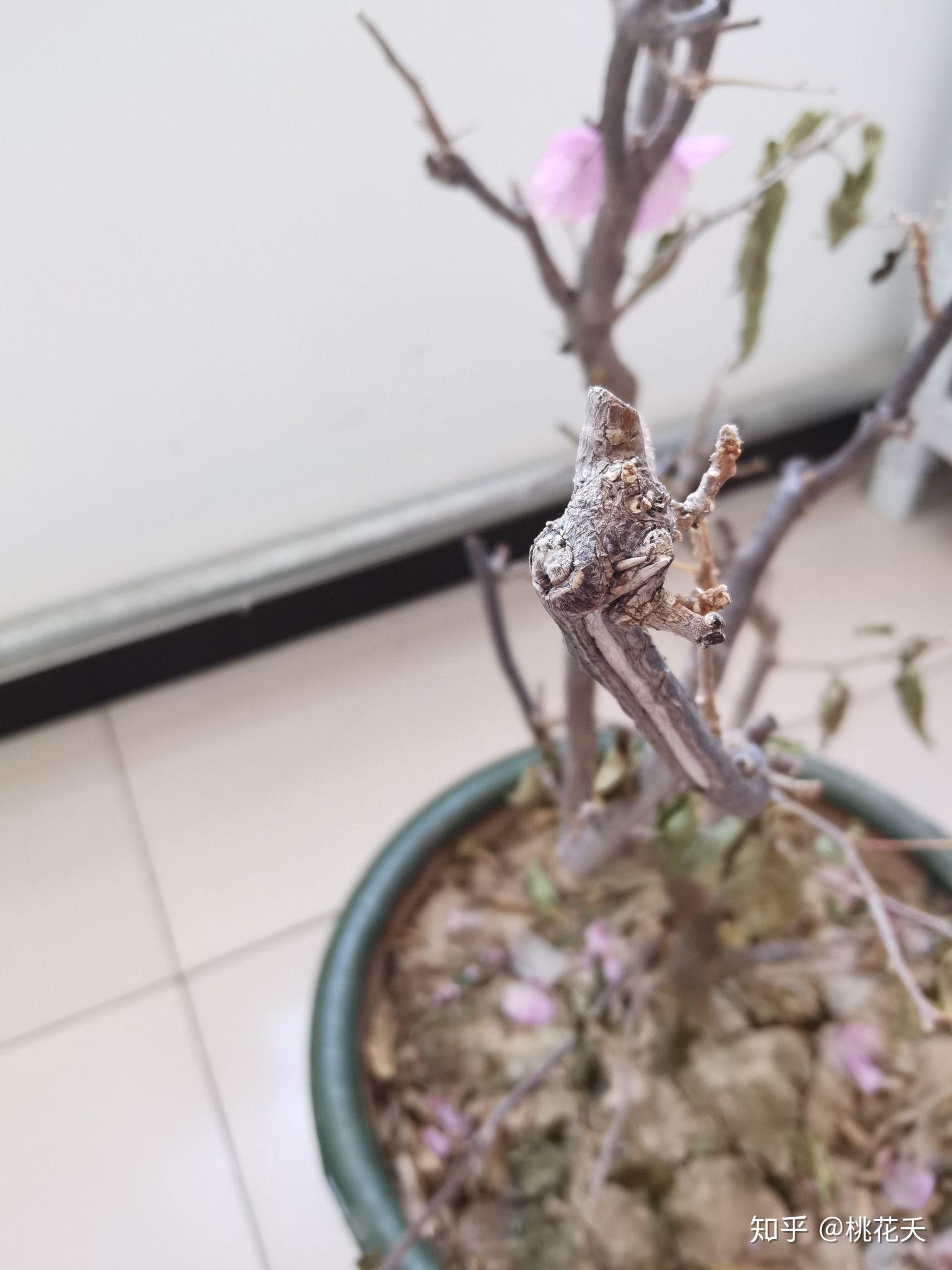 求助，这个植物死了吗？还能救活吗？ 知乎 