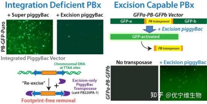 干货分享：可以无痕复原的高效PiggyBac 转座子基因表达系统 - 知乎