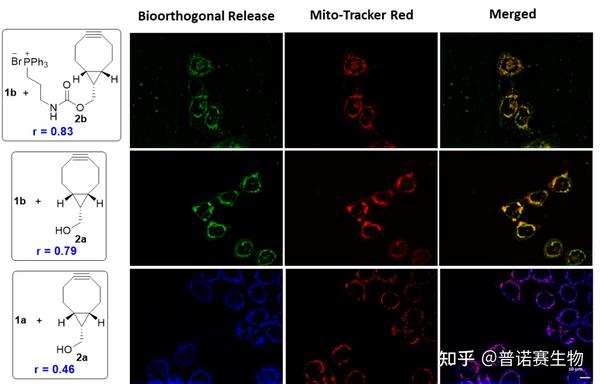文献解读|生物正交的、可视化的、线粒体靶向的H₂S递送系统 - 知乎