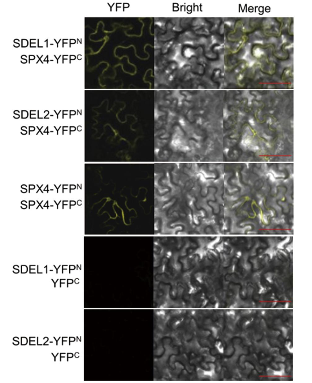 双分子荧光互补实验（BiFC） - 知乎