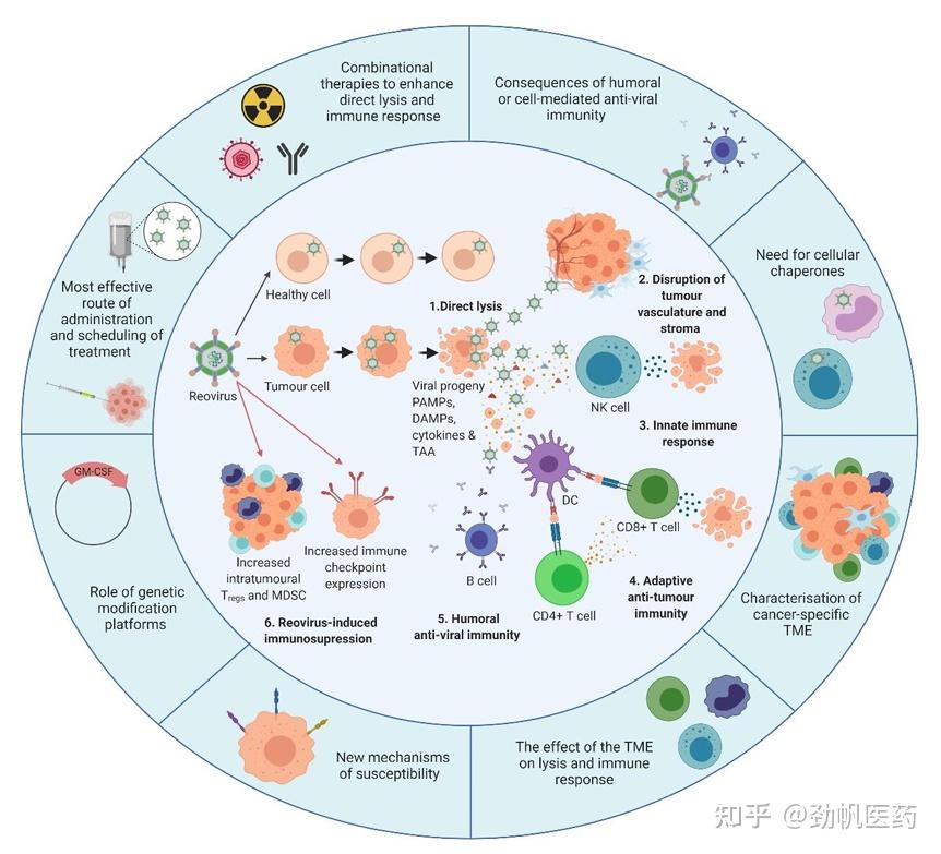【溶瘤病毒】呼肠孤病毒（reovirus，ReV） - 知乎
