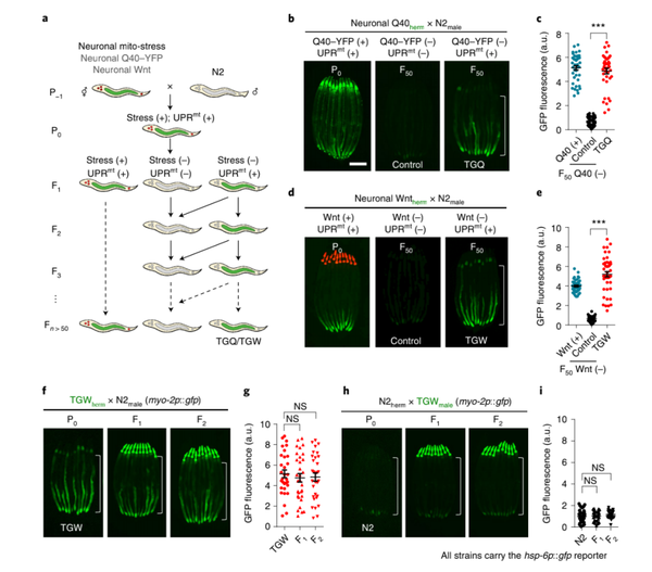 NCB：神经元线粒体应激记忆可通过mtDNA水平升高跨代遗传 - 知乎