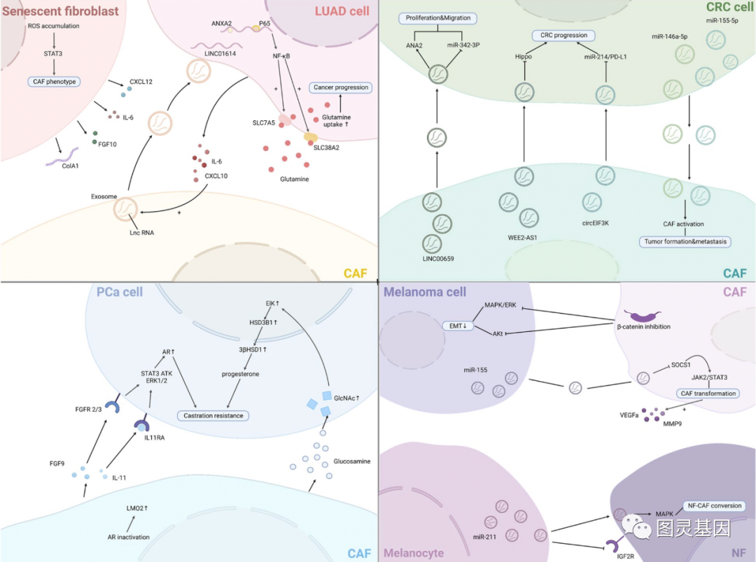 Mol Can | 癌症相关成纤维细胞(CAFs)在癌症免疫疗法中的新机遇和临床试验进展 - 知乎