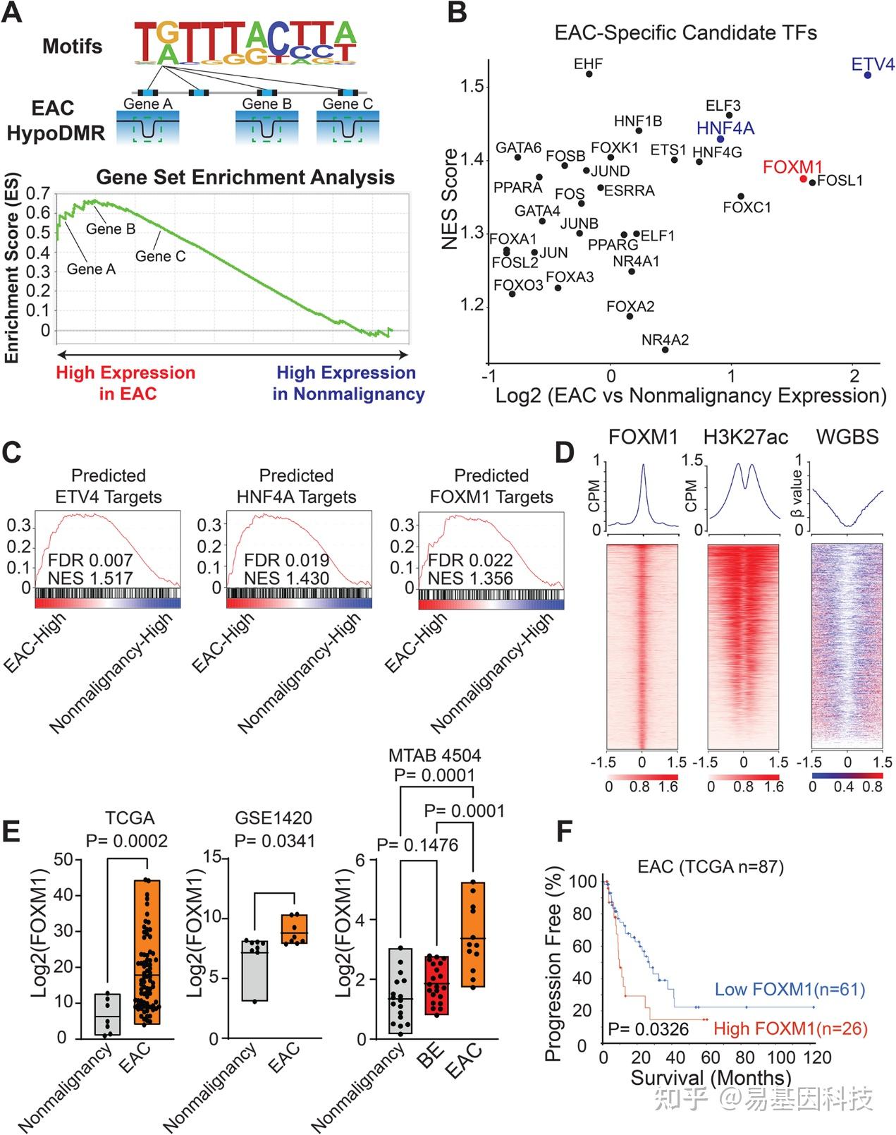 易基因：WGBS+ChIP-seq等表观组分析揭示FOXM1 是抗肿瘤免疫应答的关键调控因子 - 深圳市易基因科技 - 博客园