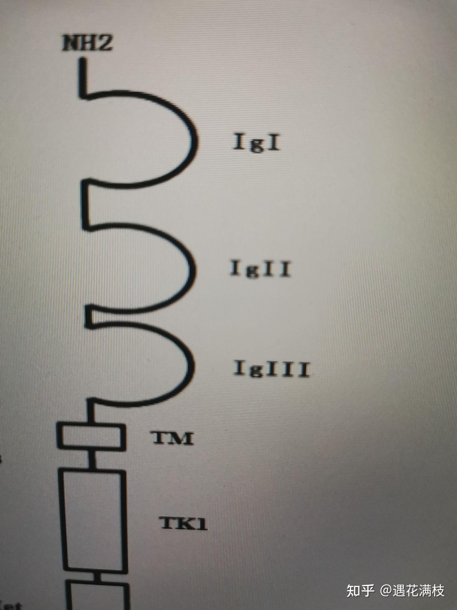 这种基因结构图怎么做？ - 知乎