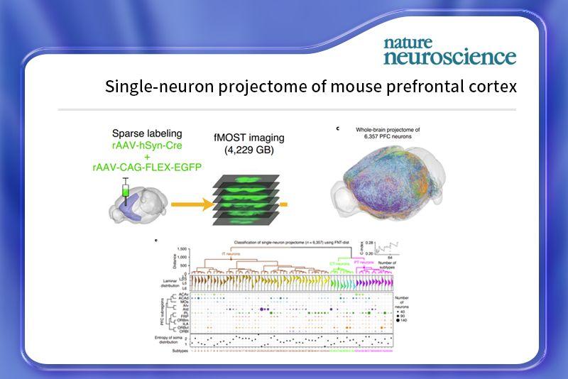 进展汇编：近期应用国产成像技术fMOST的14篇重要学术成果 - 知乎