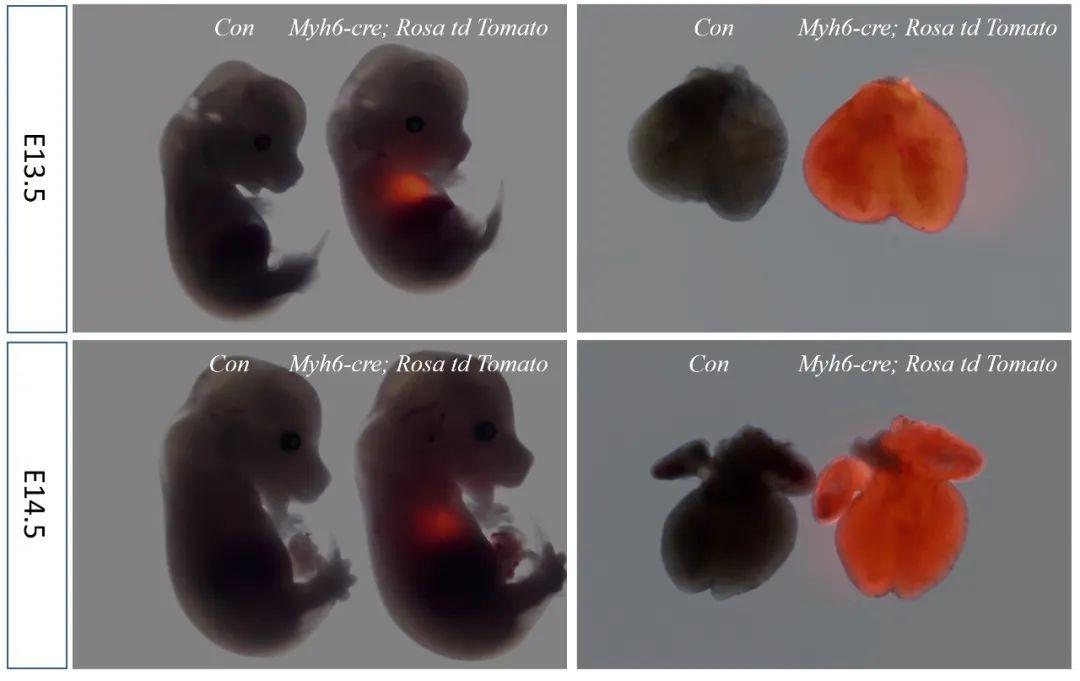 Cre-lox系统介绍及使用汇总 - 知乎