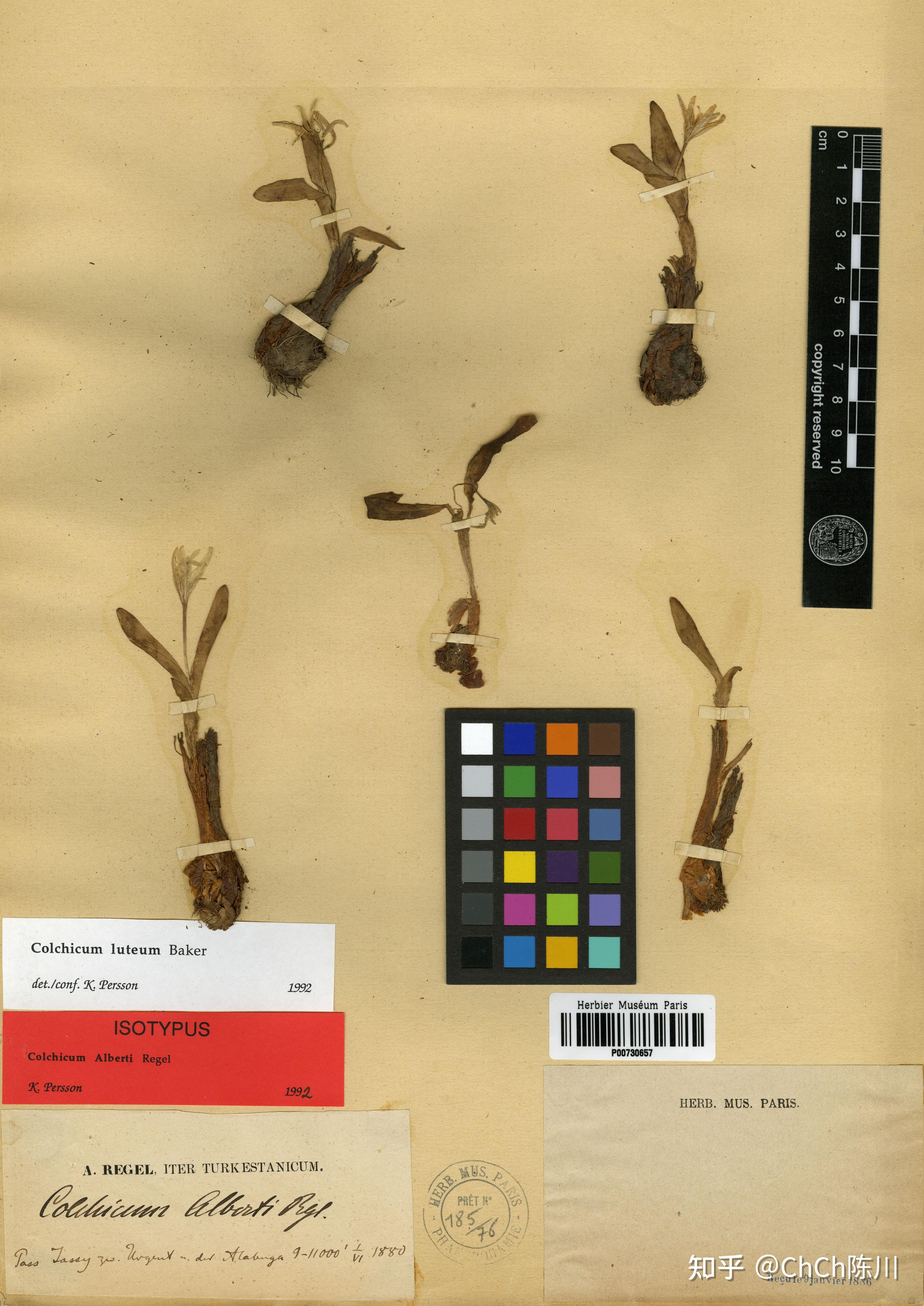 多肉植物全图鉴19：秋水仙科（Colchicaceae），秋水仙属（Colchicum） 独立园艺种 - 知乎