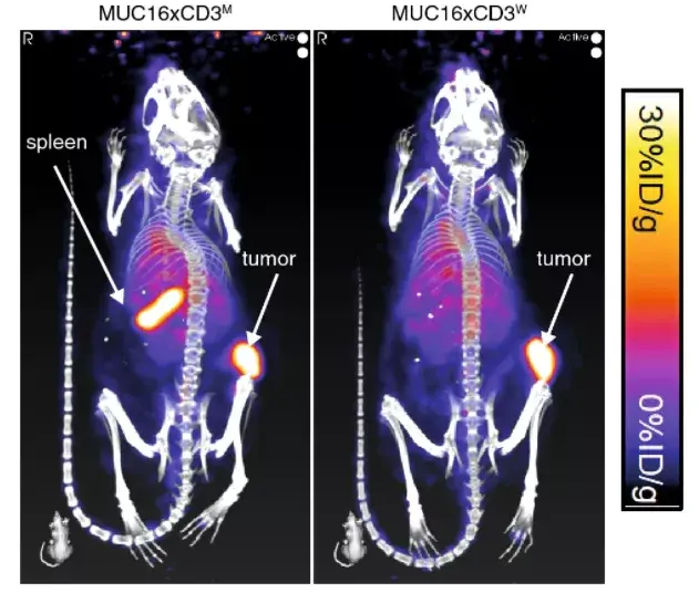 降低CD3亲和力—CD3双抗在治疗实体瘤的应用 - 知乎