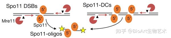 Nature背靠背 | 减数分裂中 DNA 双链可被Spo11 协同切割 - 知乎