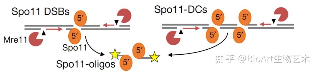Nature背靠背 | 减数分裂中 DNA 双链可被Spo11 协同切割 - 知乎