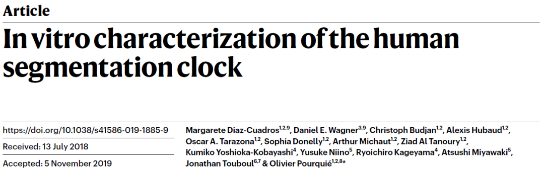 Nature背靠背 | 里程碑！体外揭示人类体节发生过程中“分节时钟”的特征 - 知乎