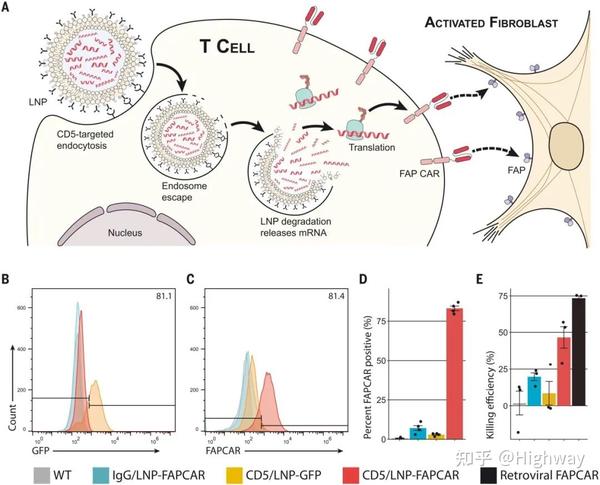 Science重磅：mRNA CAR-T - 知乎