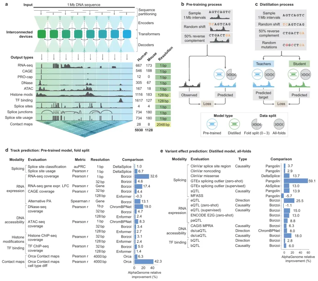 谷歌DeepMind发布DNA序列模型AlphaGenome，可分析1兆碱基，直击疾病根源 - 知乎