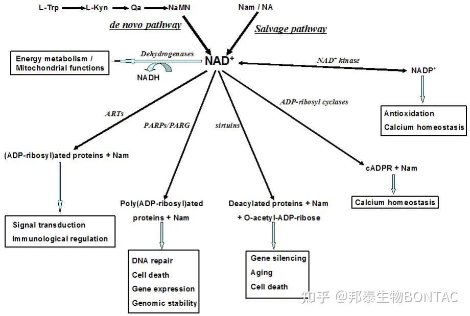 我们的细胞藏着何种秘密？科学揭示NAD+和NADH的力量 - 知乎