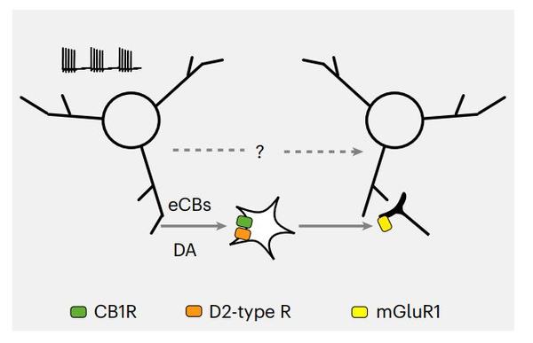 星形胶质细胞介导VTA多巴胺神经元一种新形式的突触可塑性--bLTP - 知乎
