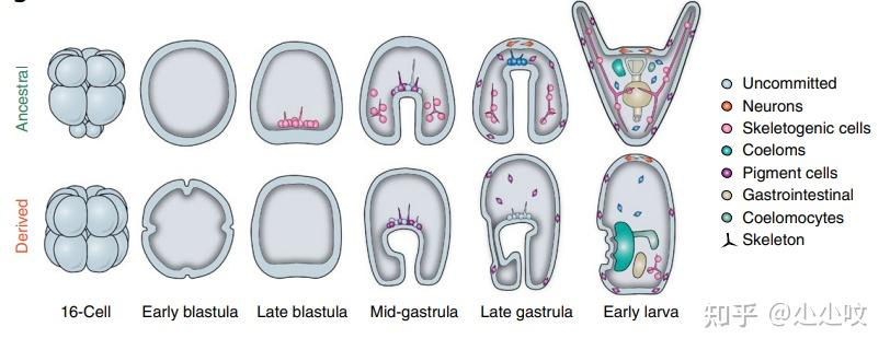 Nat Ecol Evol新成果揭示海胆早期发育模式的进化变化，为海洋生物研究提供新思路 - 知乎