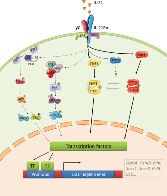 IL-21在抗肿瘤治疗和自体免疫性疾病中的作用 - 知乎