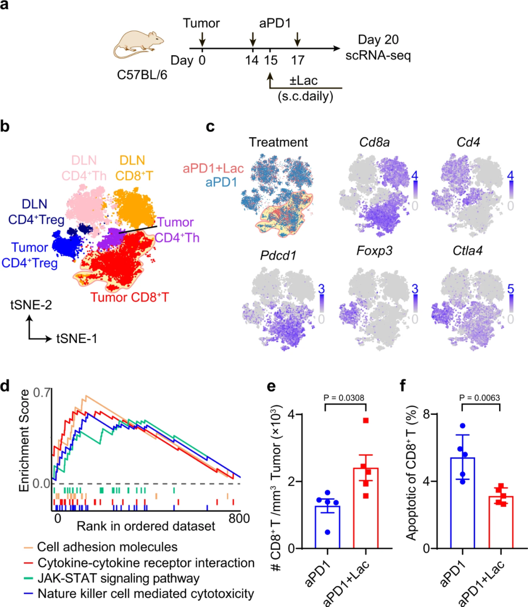 Nat Comm | 乳酸增加CD8 + T细胞的干细胞特性以增强抗肿瘤免疫力 - 知乎
