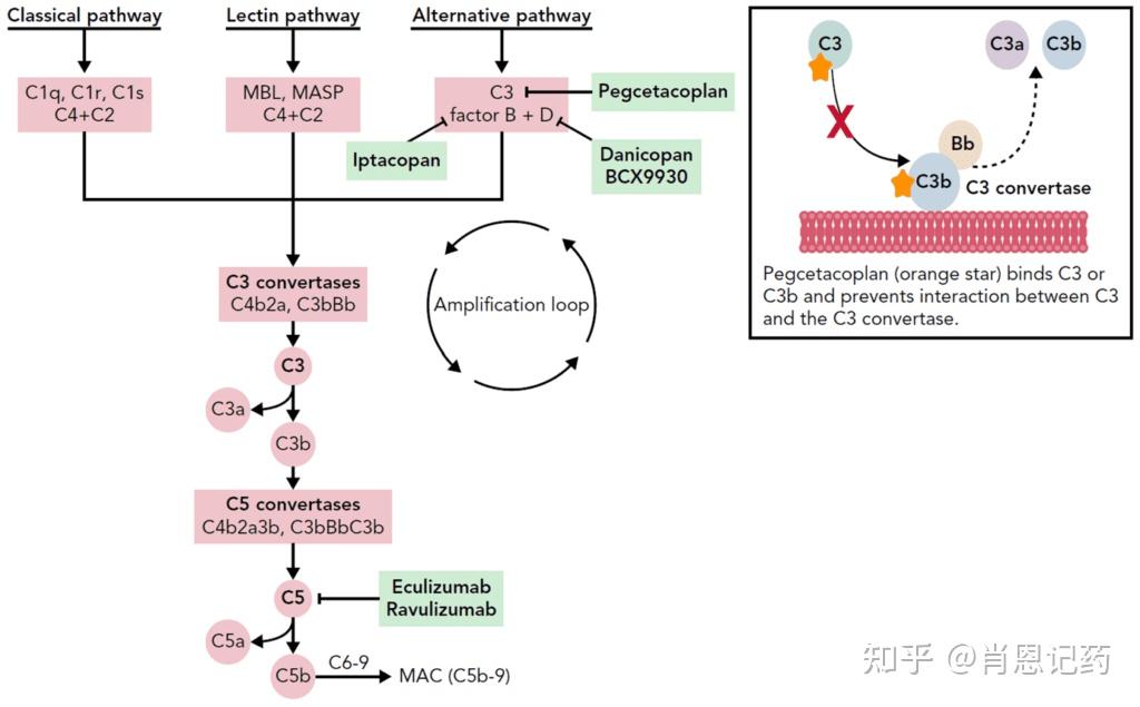如何记住所有FDA批准生物药？| 补体C3抑制剂 | Pegcetacoplan 培西考布仑 | 治疗阵发性睡眠性血红蛋白尿症 - 知乎