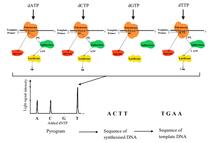 分析特定 DNA 片段的碱基序列——DNA 测序方法概述 - 知乎