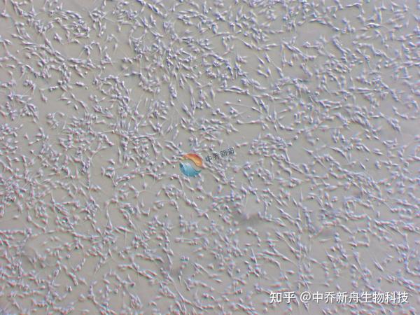 必须要知道的BEAS-2B细胞培养基本功！ - 知乎