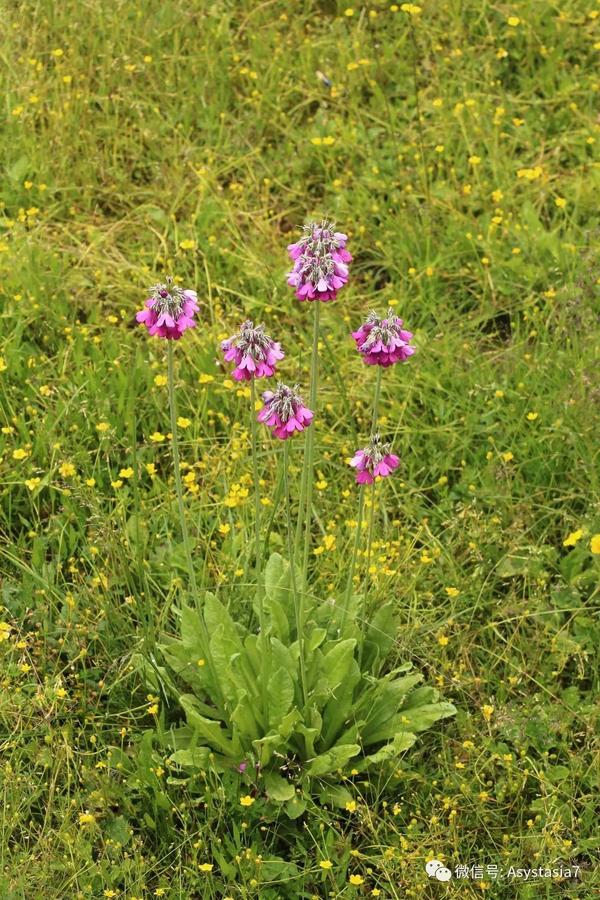 自然：足迹//横断山区植物小记一：百合科，报春花科 - 知乎