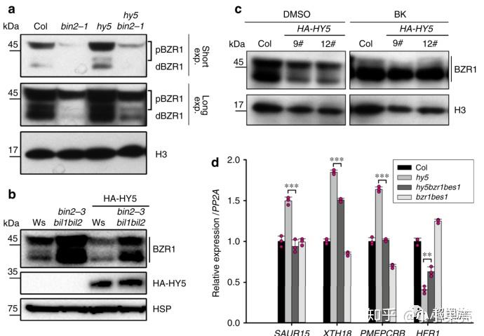 【Nature com】光下HY5通过调节BIN2的激酶活性调节下胚轴伸长 - 知乎