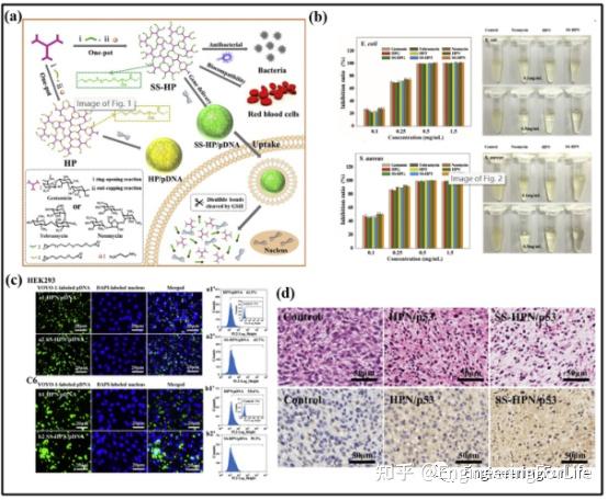 《AHM》综述：药物自给药系统--分子设计、构建策略及生物应用 - 知乎