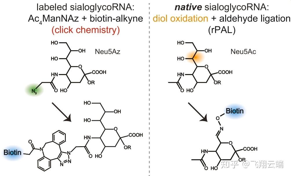 GlycoRNA-seq：RNA糖基化修饰，表观转录组的新星 - 知乎