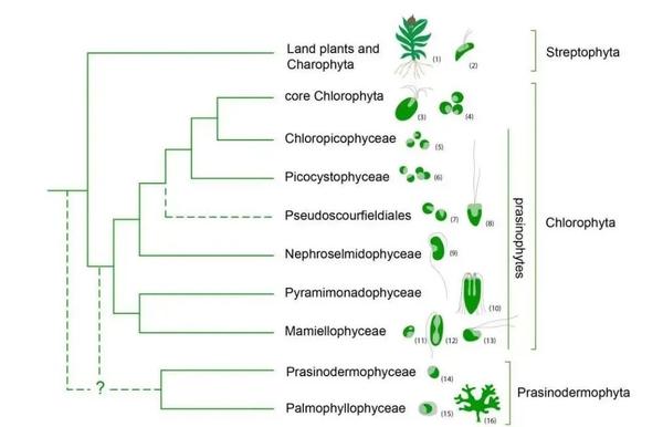 Nature Commun | 南京师范大学钟伯坚团队在早期绿色植物起源和演化历史研究中取得重要进展 - 知乎