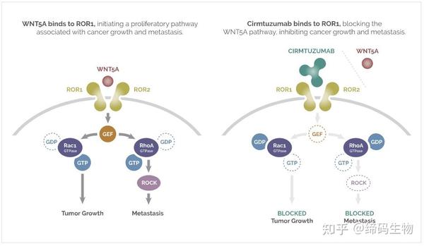 肿瘤免疫靶点 | ROR1 - 知乎