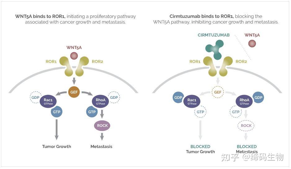 肿瘤免疫靶点 | ROR1 - 知乎