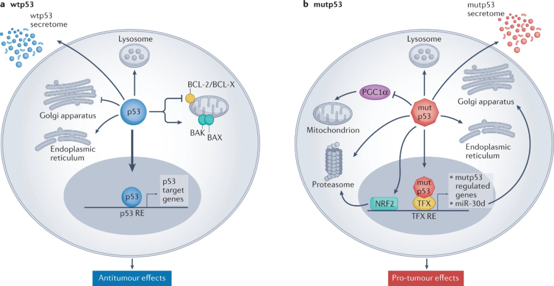 Nat Biotech | 癌症中p53的药物治疗:一种蛋白，多个靶点 - 知乎