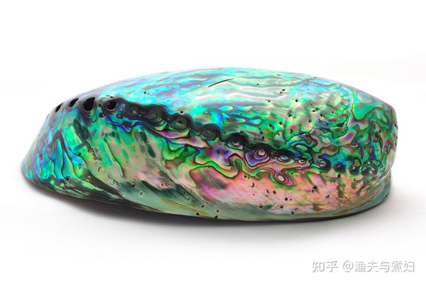 世界海鲜图略 | 第2期 新西兰之最 - 知乎