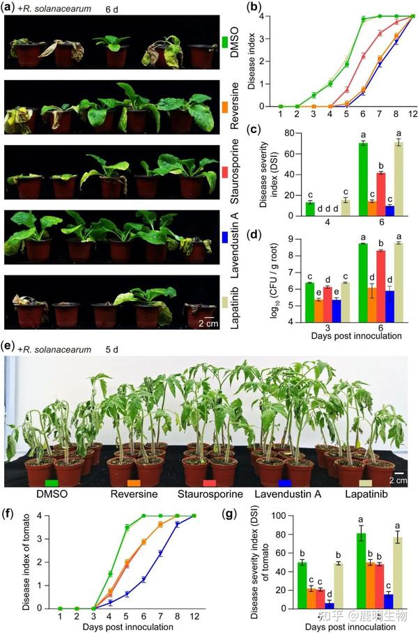 化学小分子通过抑制受体激酶FERONIA提高植物土传病害抗性 - 知乎
