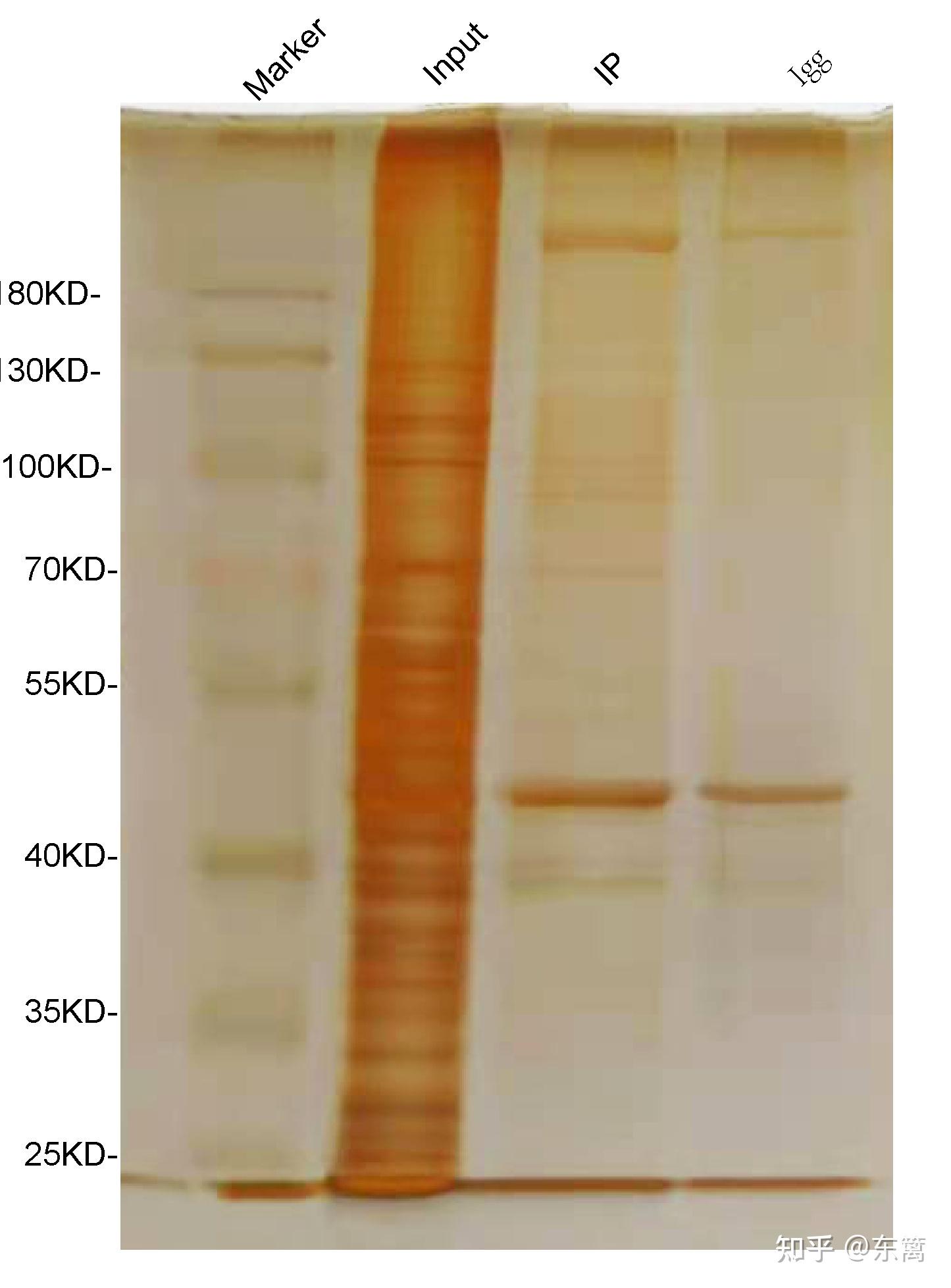 免疫共沉淀COIP实验服务 - 知乎