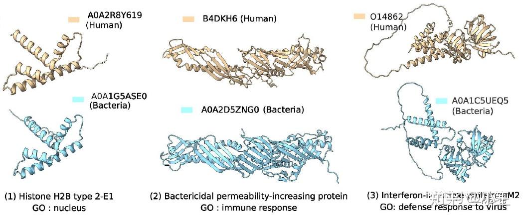 蛋白结构生物信息学的造极：AlphaFold DB的结构挖掘 - 知乎