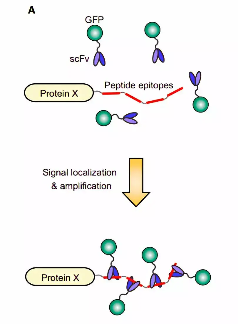 Cell 新技术 | SunTag之后又来MoonTag，点亮单分子mRNA翻译过程 - 知乎