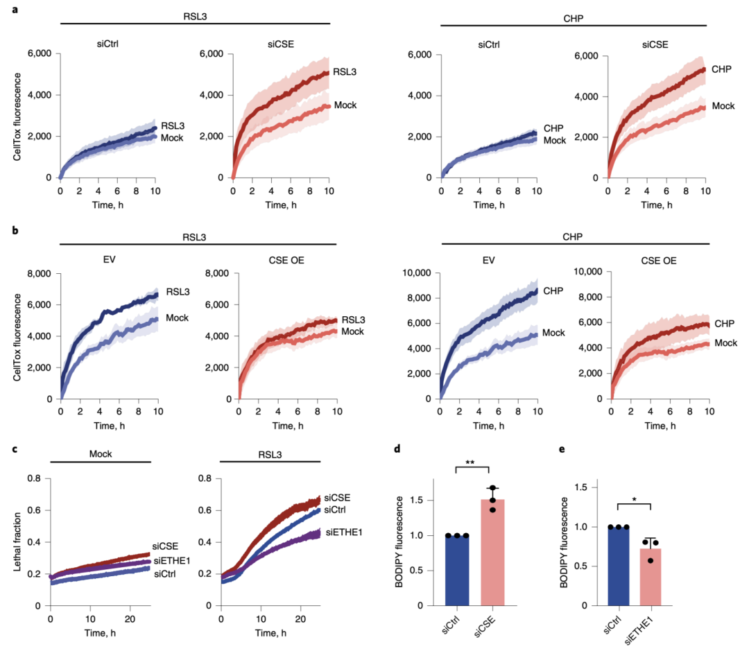 Nature Chemical Biology丨铁死亡新机制丨过硫化氢通过清除自由基来抑制脂质过氧化和铁死亡 - 知乎