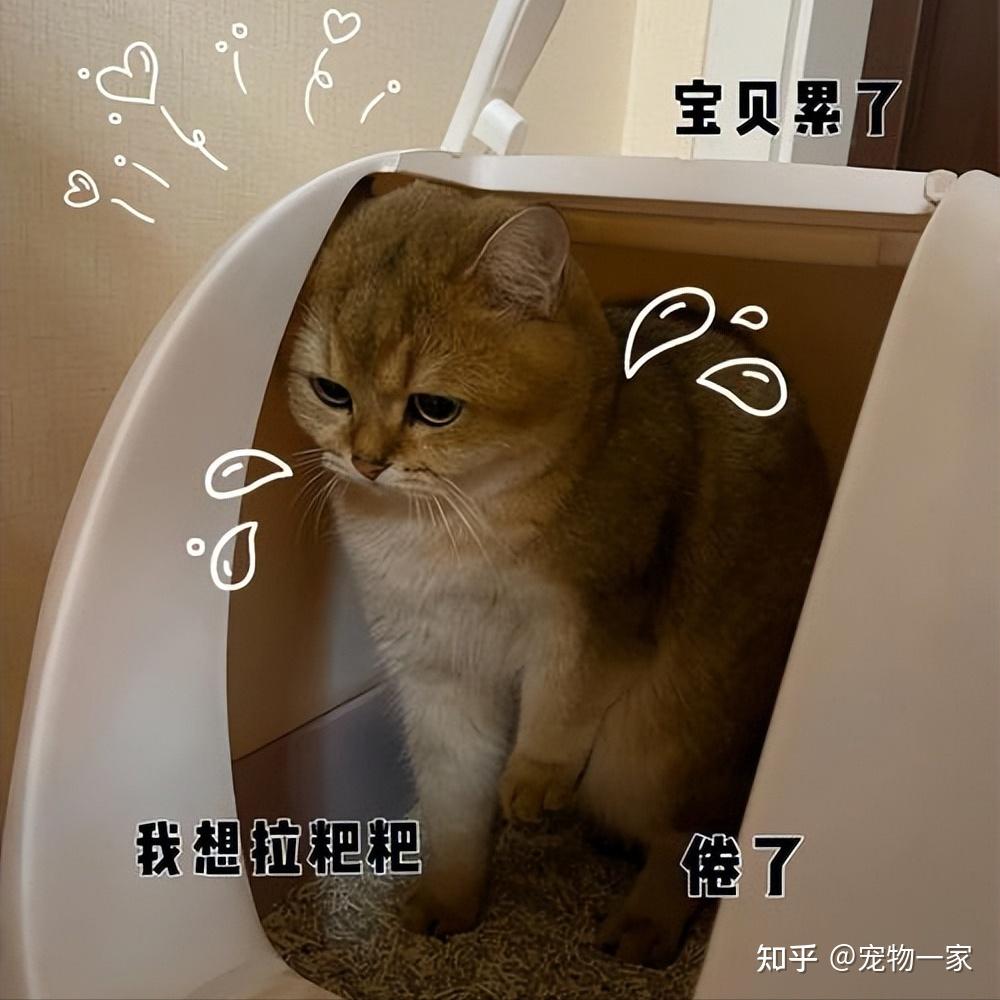 这些行为，其实是猫咪的“求救信号”，别忽视了！ 知乎