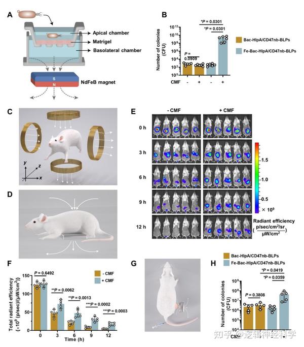 Nat Commun︱国家纳米中心聂广军/赵潇团队开发磁控细菌实现肿瘤精准免疫治疗 - 知乎