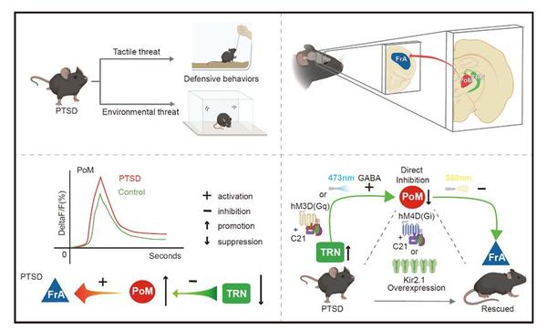 空军军医大学武胜昔团队：改善PTSD模型过度增强防御行为神经机制 - 知乎
