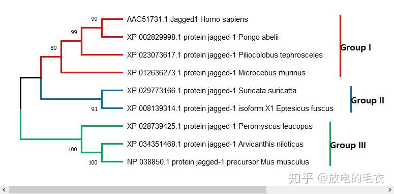 MEGA在分子进化树方面的应用 - 知乎