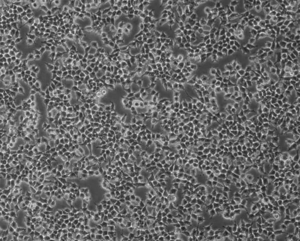 解决方案 | 293T细胞培养攻略 - 知乎
