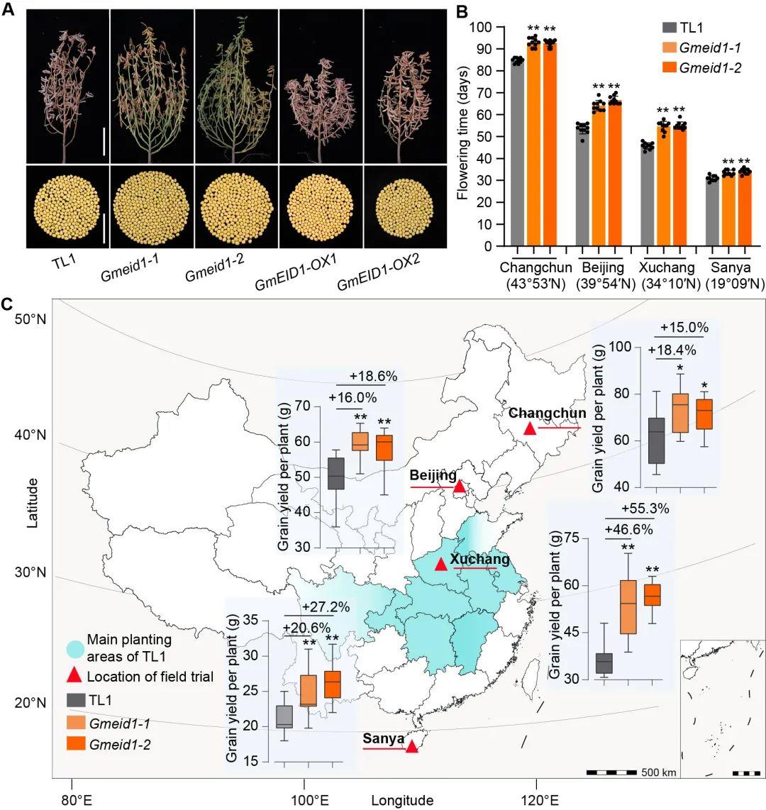 PNAS | 刘斌/孔凡江合作揭示GmEID1调控大豆开花时间和产量的新机制 - 知乎