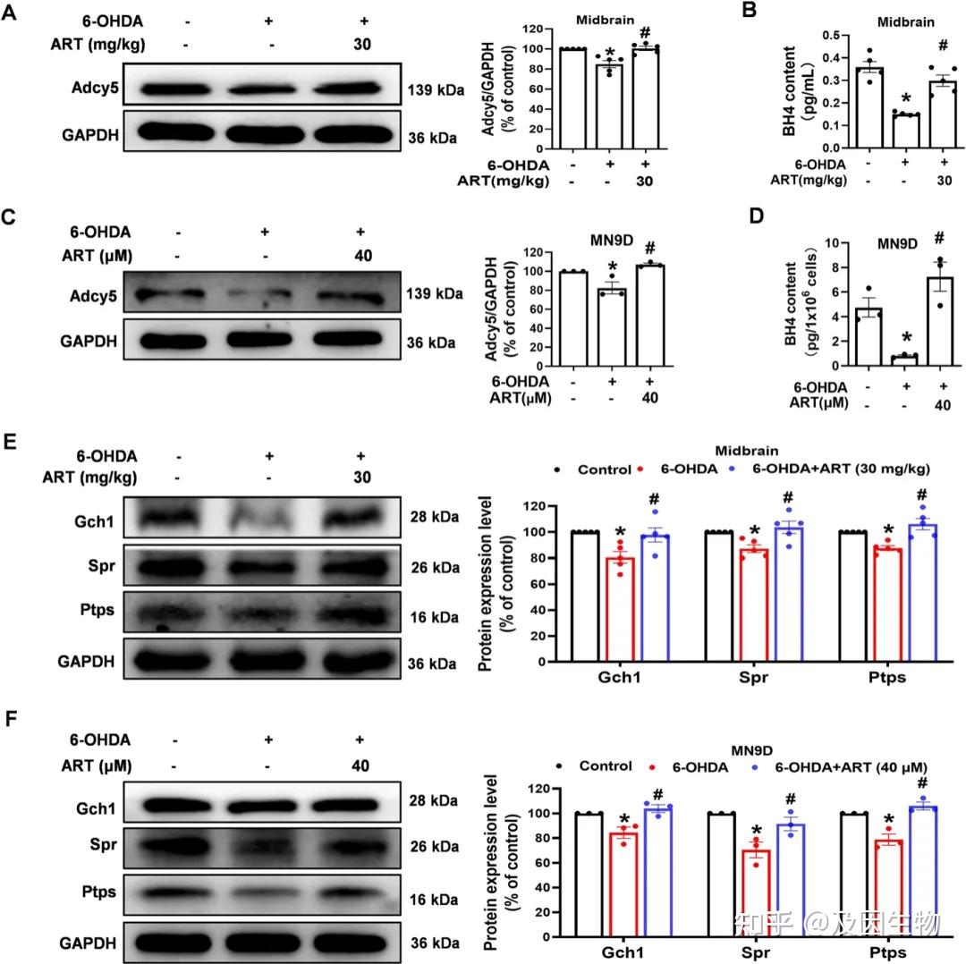 Genome Biology丨蛋白组学 + 代谢组学：青蒿素通过激活 Adcy5、升高 BH4，让帕金森大鼠重获运动能力 - 知乎