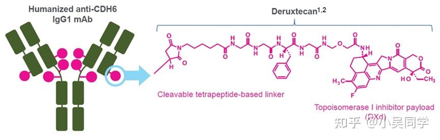 CDH6靶点进展：HKT288鹿死临床，DS-6000孤勇前行 - 知乎