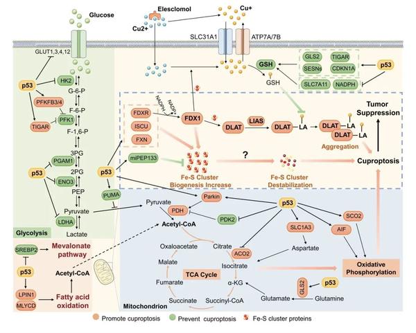 Cell Death Differ 观点︱铜死亡：受p53调节的代谢性细胞死亡 - 知乎