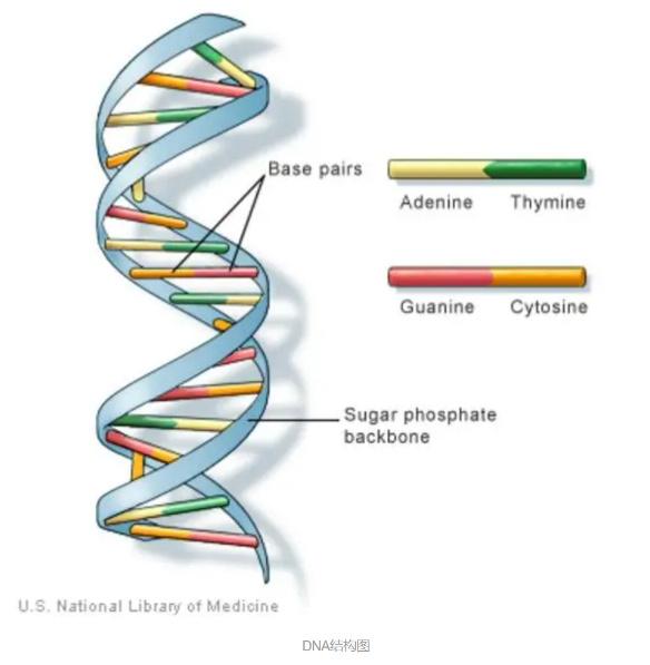 科普讲堂 | 一分钟了解gDNA，抓紧来看~ - 知乎
